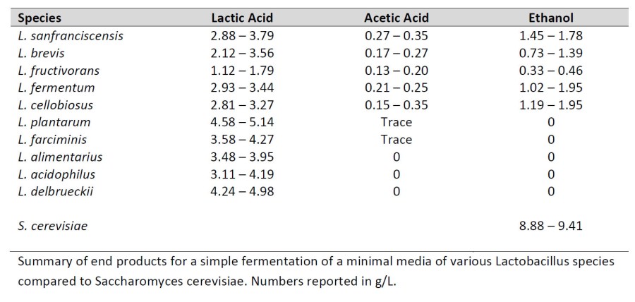 Physiology of Flavors in Beer – Lactobacillus Species – A Ph.D. in Beer ...